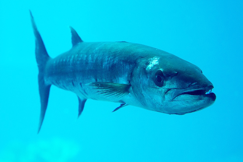 Von Fischhaut inspirierte Widerstandsreduzierung - Farbe und Lack
